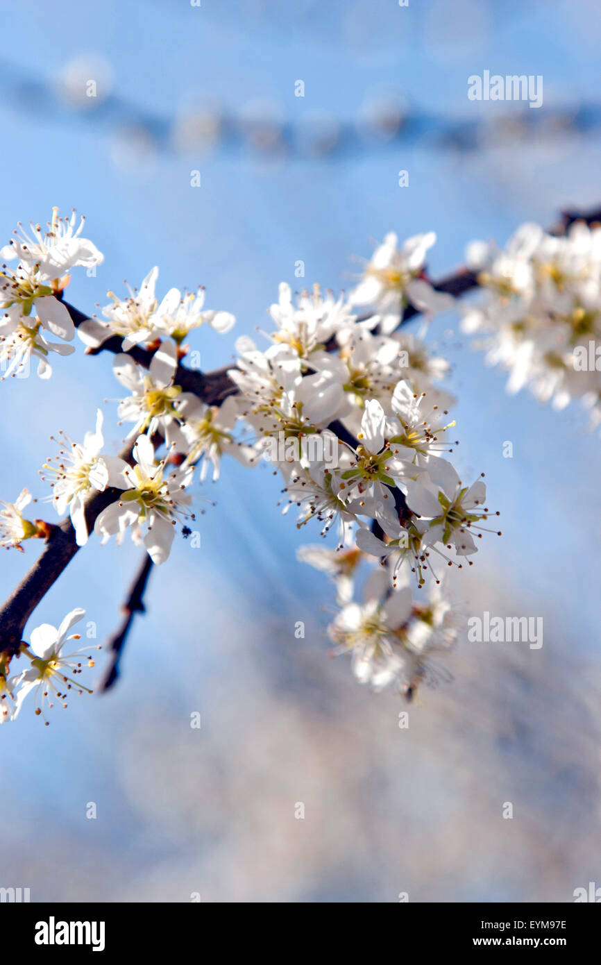 Spring, cherry tree, branch, blossoms Stock Photo - Alamy