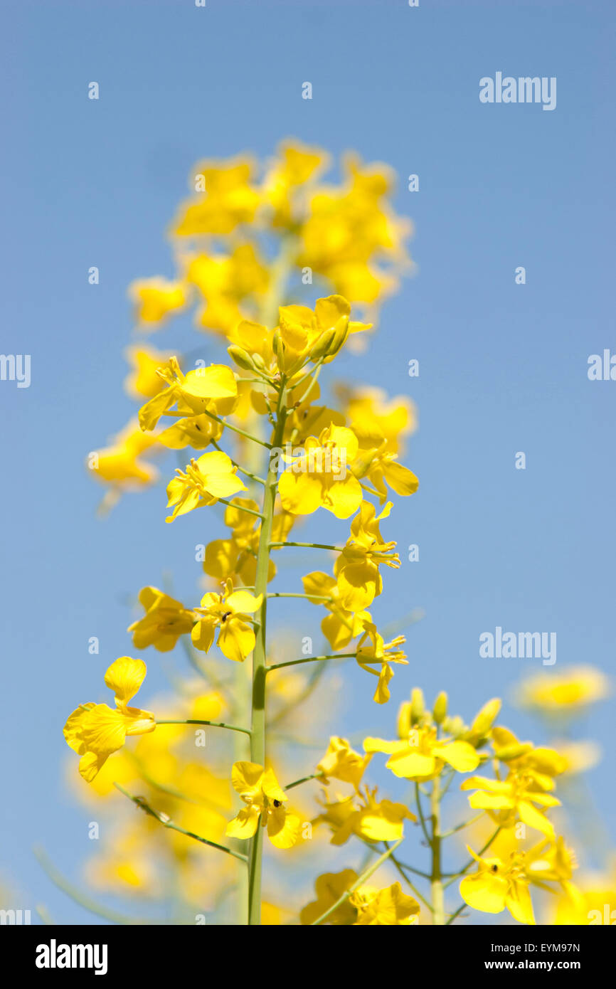 Spring, colza, blossom Stock Photo - Alamy