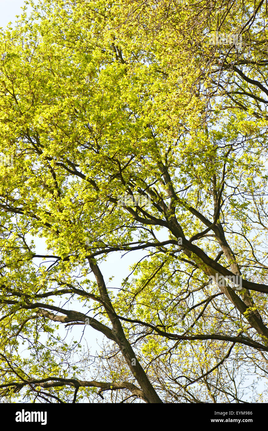 Spring, tree, oak Stock Photo - Alamy