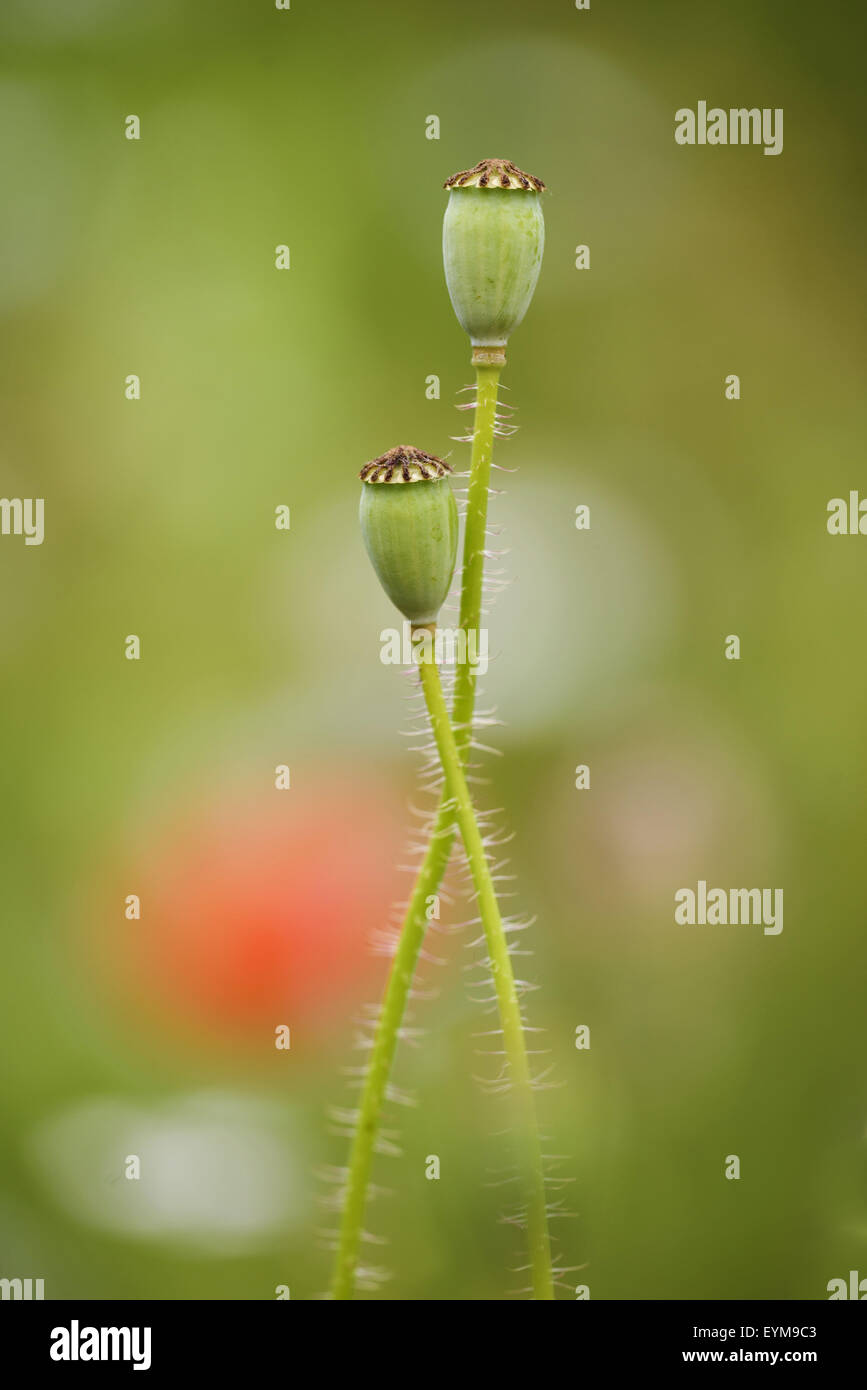 red poppy, Papaver rhoeas, withers, bolls Stock Photo - Alamy