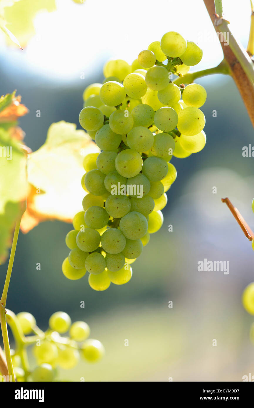 Vitis Vinifera Subsp Vinifera High Resolution Stock Photography and Images - Alamy