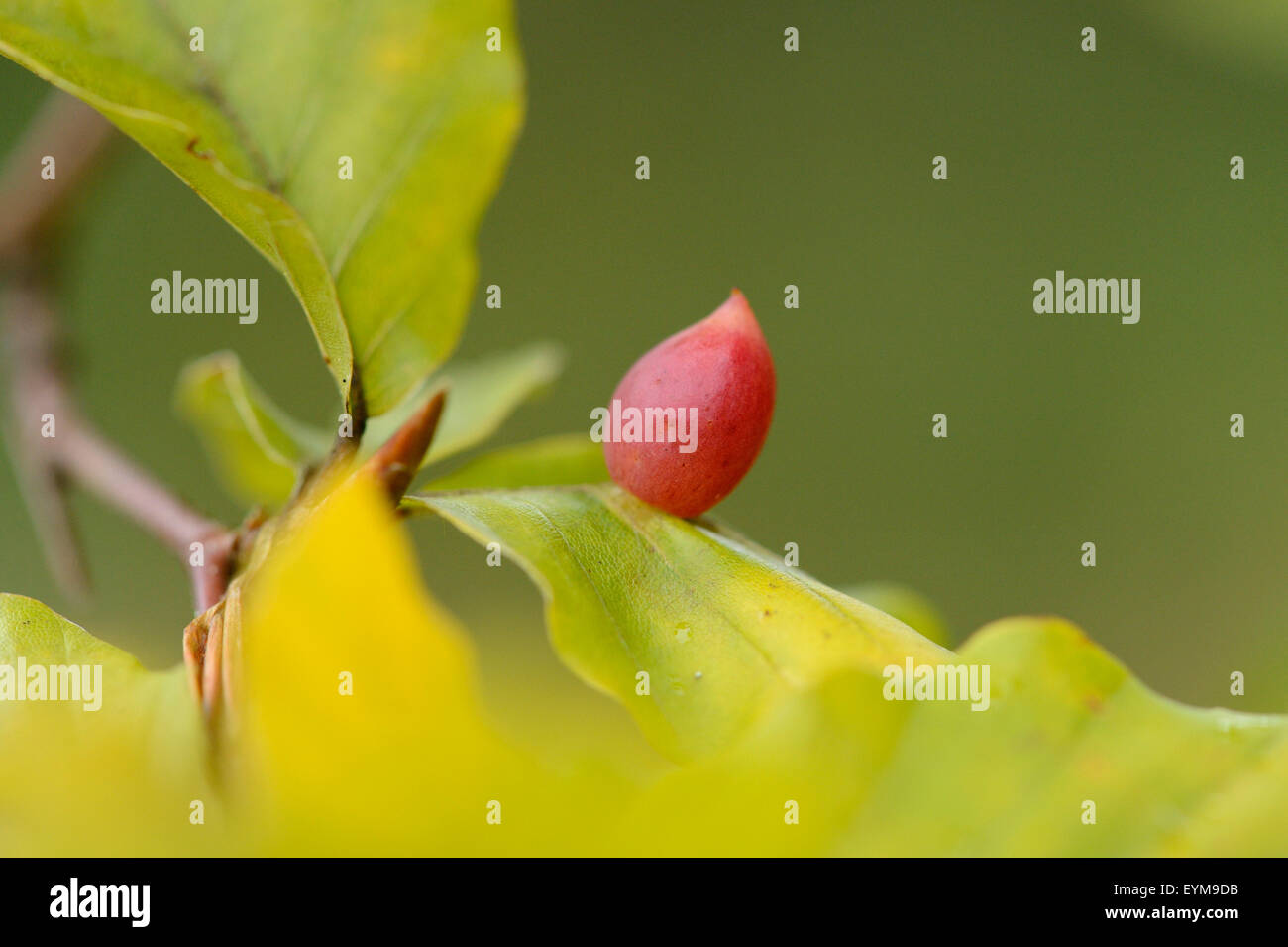 Galles of a beech gall midge, Mikiola fagi, beech leaf, European beech ...