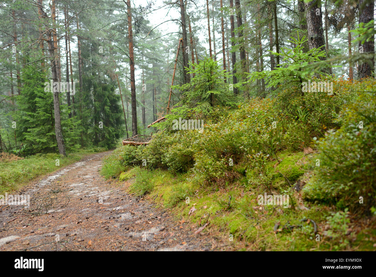 Scenery, way, wood, rainy Stock Photo - Alamy