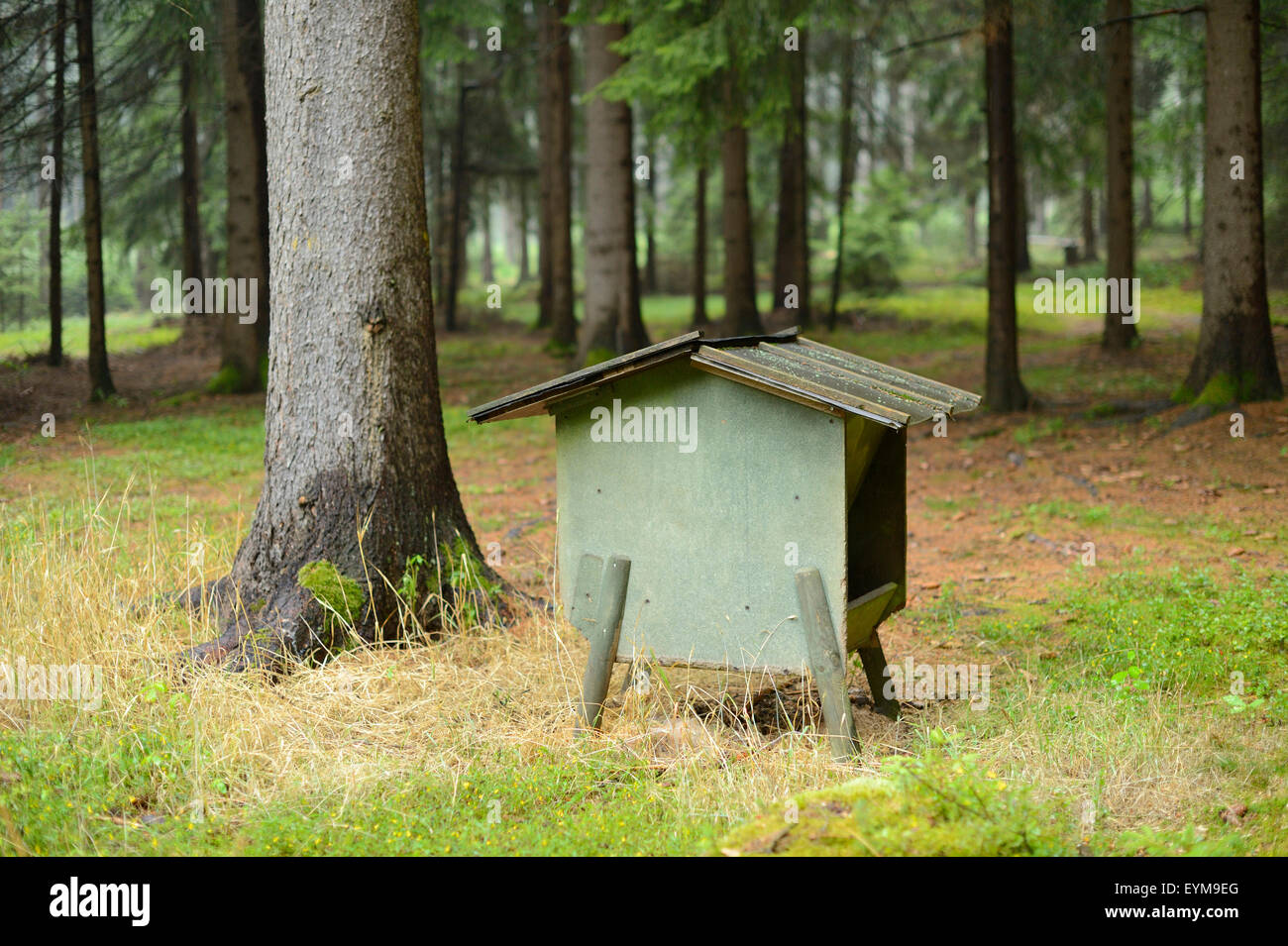 forest, feeding ground for wildlife feeding Stock Photo - Alamy