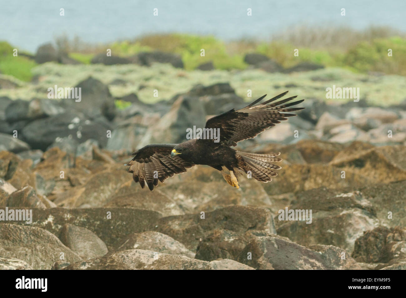 Buteo galapagoensis, Galapagos Hawk in Flight, Espanola Island ...
