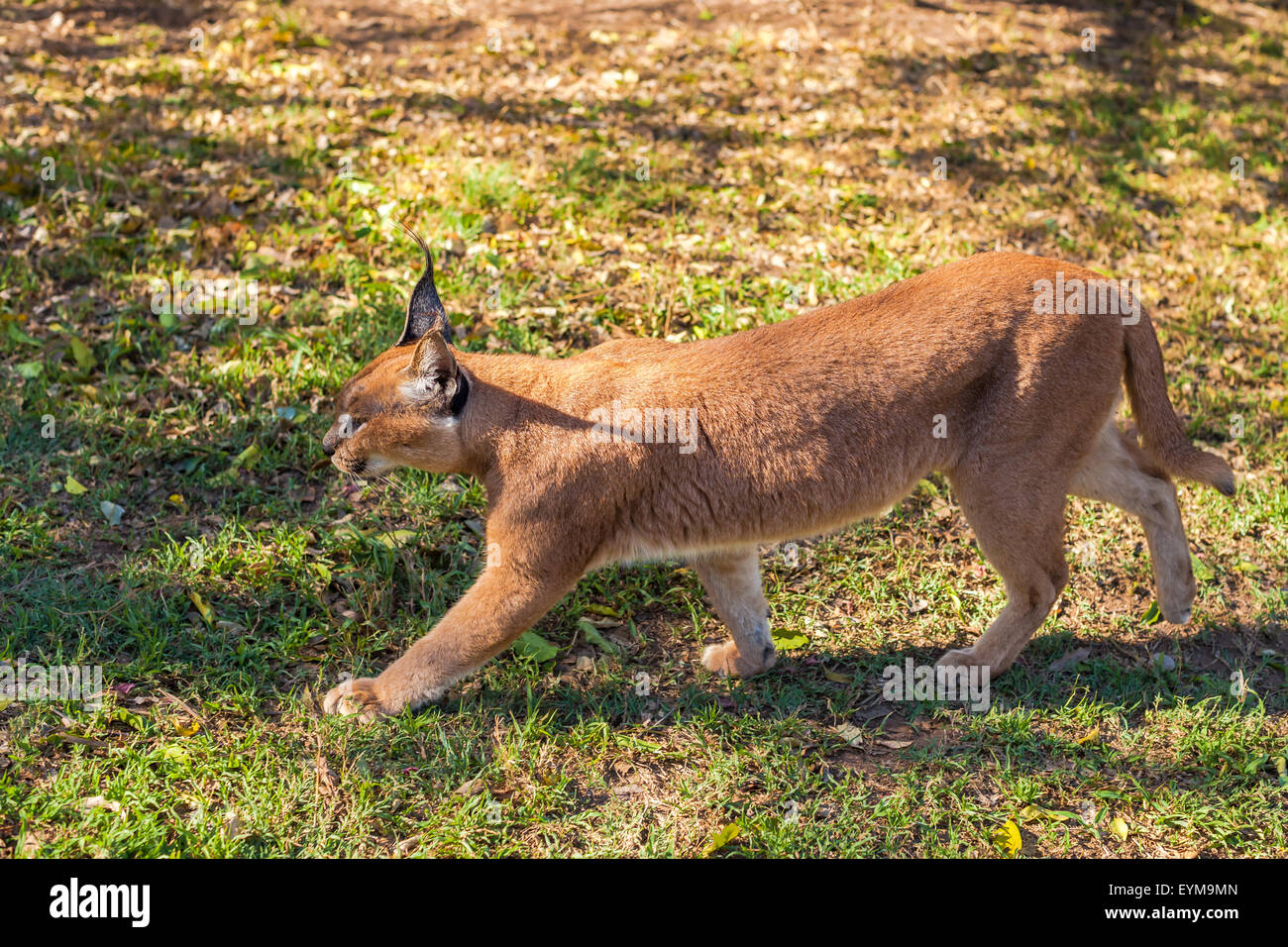 Caracal caracal running hi-res stock photography and images - Alamy