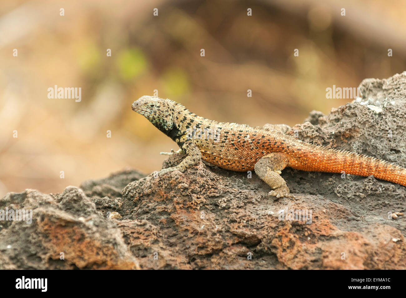 Microlophus albemariensis, Lava Lizard, Espanola Island, Galapagos ...