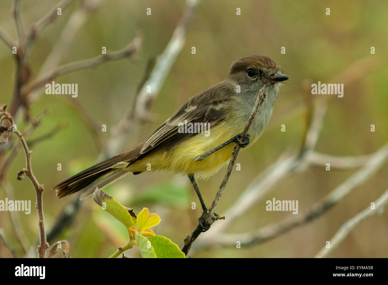 Myiarchus magnirostris, Galapagos Flycatcher, Espanola Island ...