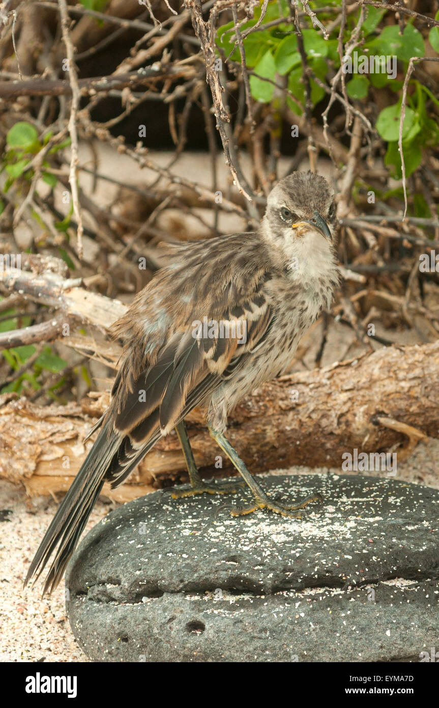 Mimus macdonaldi, Espanola Mockingbird, Espanola Island, Galapagos ...