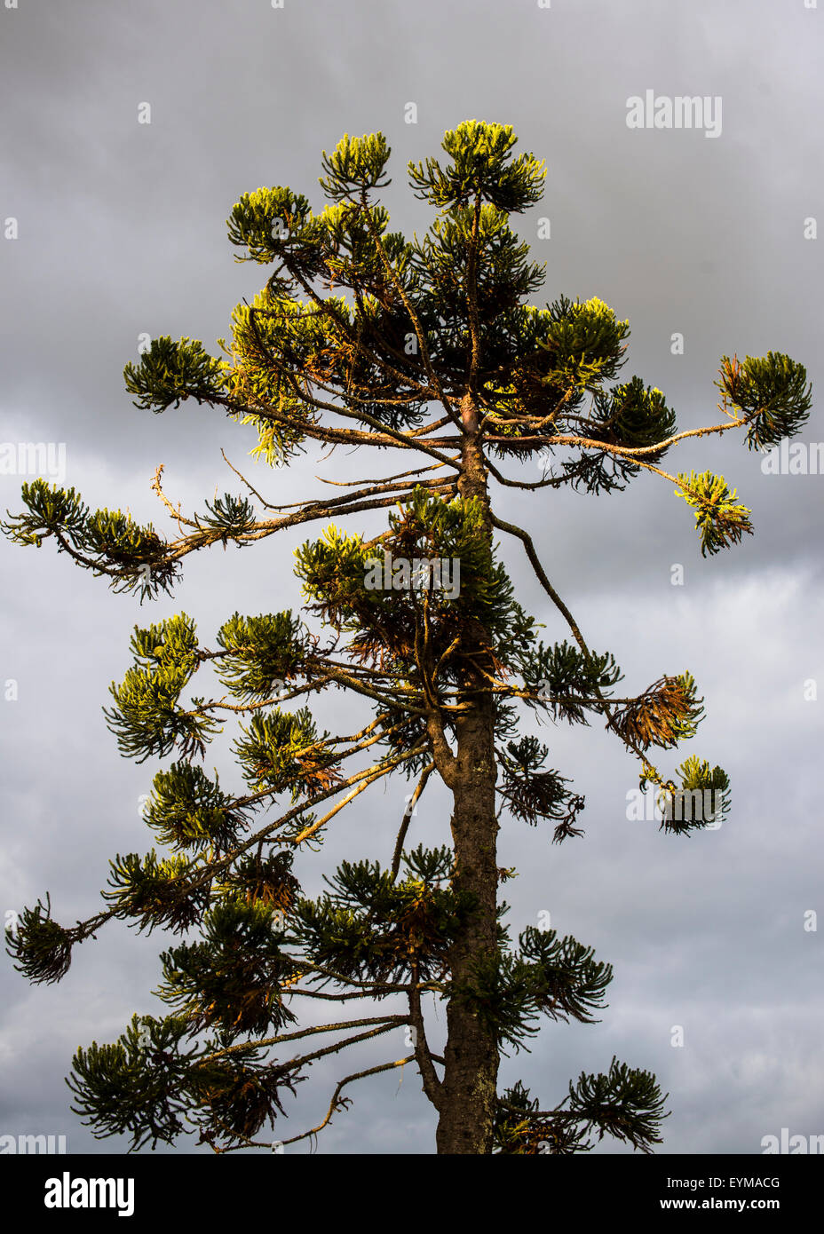 Pine tree, Smythesdale, Victoria Stock Photo - Alamy