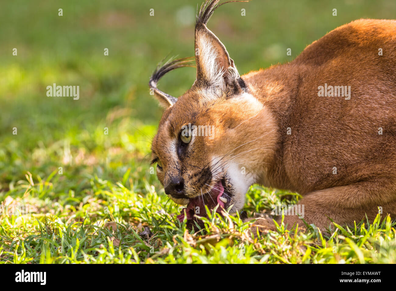 Caracal Eating