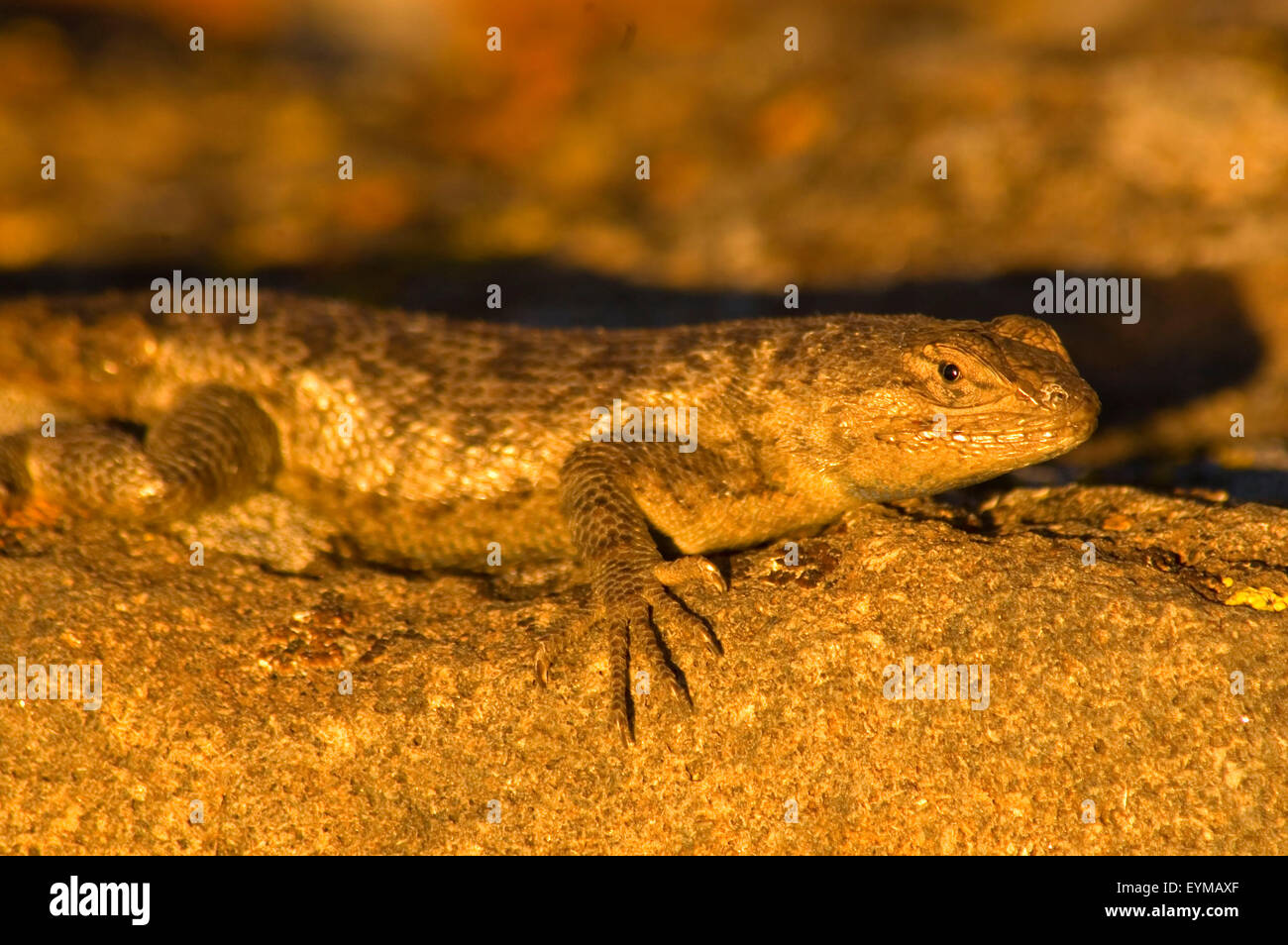 Lake abert and abert rim hi-res stock photography and images - Alamy