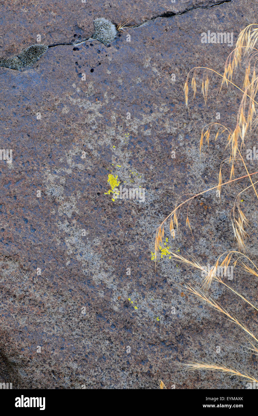 Petroglyphs, Abert Rim Wilderness Study Area, Lakeview District Bureau ...
