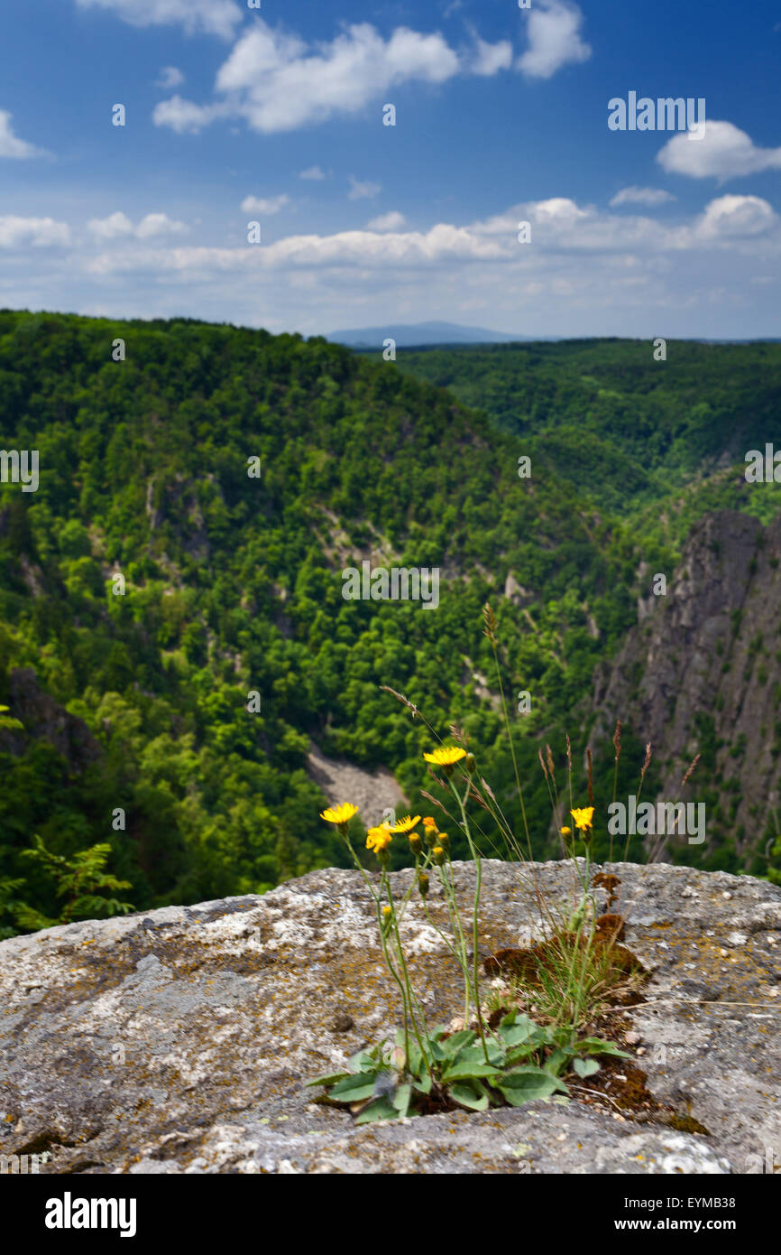 Hexentanzplatz, summer, flowers, Bodetal, Thale, Harz Stock Photo - Alamy