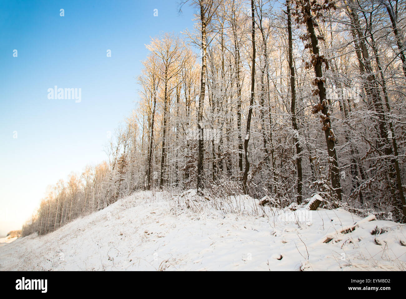 trees in winter Stock Photo - Alamy