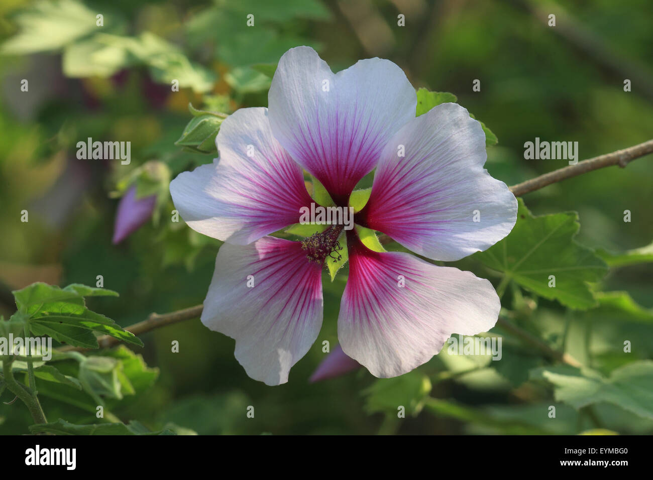 Lavatera Maritima High Resolution Stock Photography and Images - Alamy