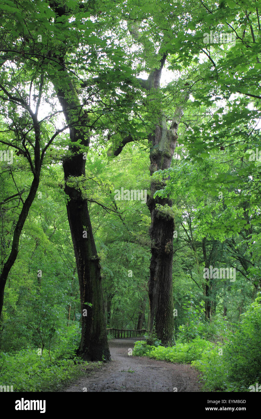 Meadow scenery in summer Stock Photo - Alamy