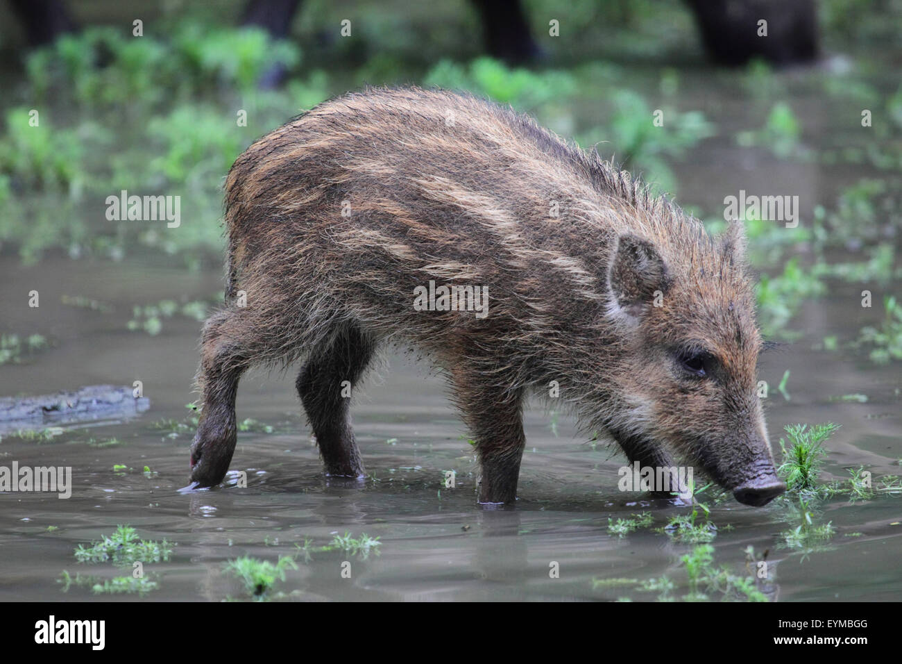 Wild boar young animal, Sus scrofa Stock Photo - Alamy
