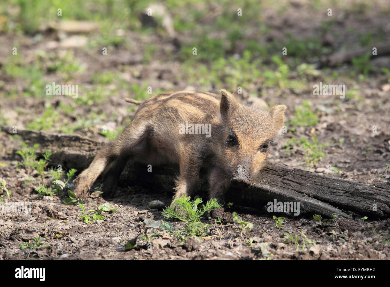Scratches animal hi-res stock photography and images - Alamy