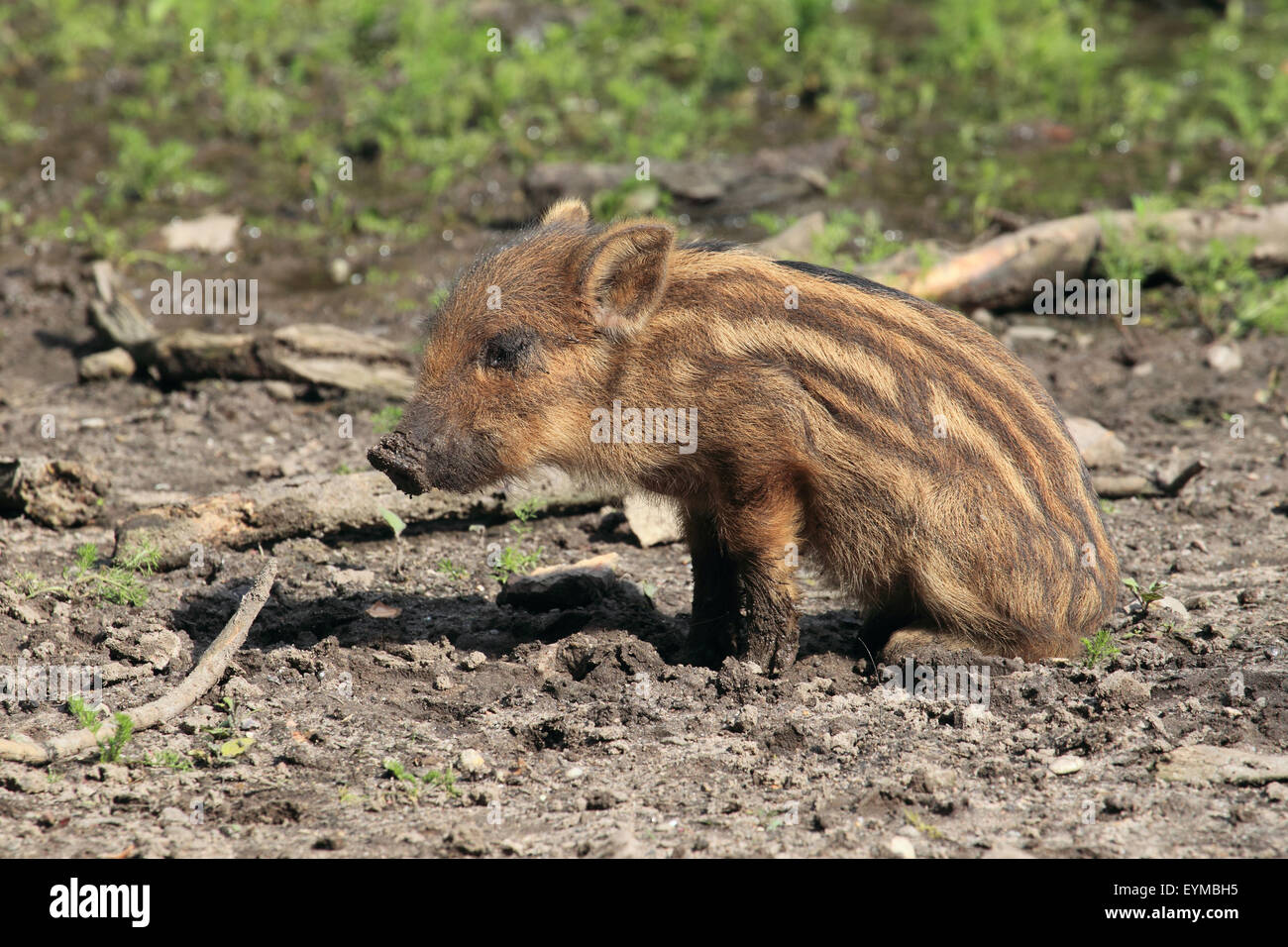 Wild boar young animal, Sus scrofa Stock Photo - Alamy