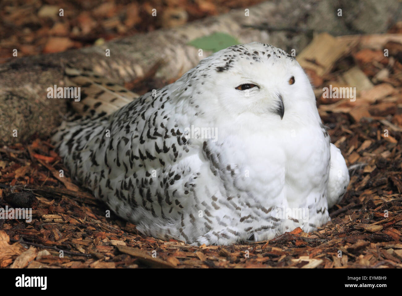 Hatches hi-res stock photography and images - Alamy
