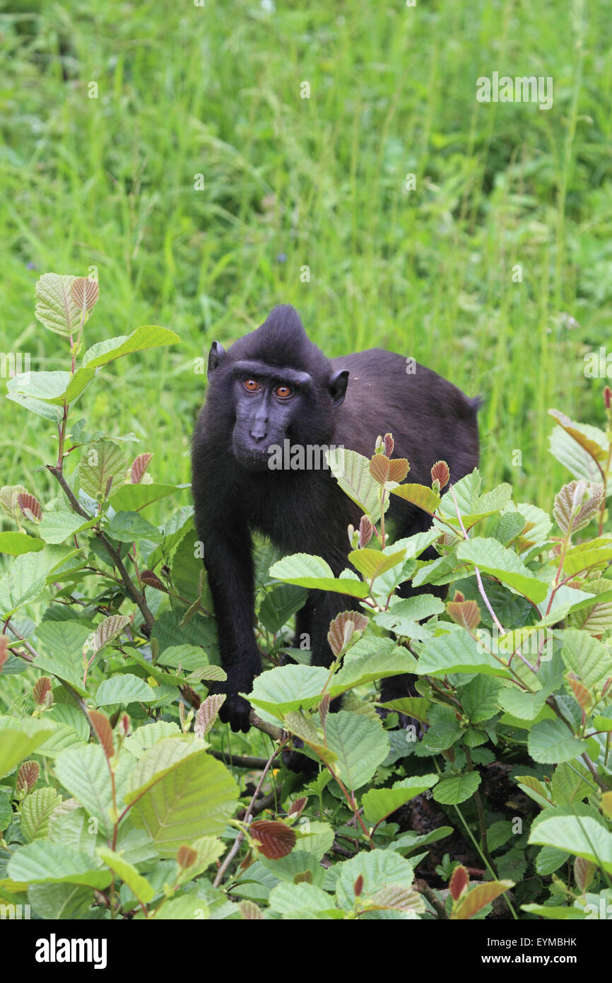 Schopfmakak, Cynopithecus Niger Stock Photo - Alamy