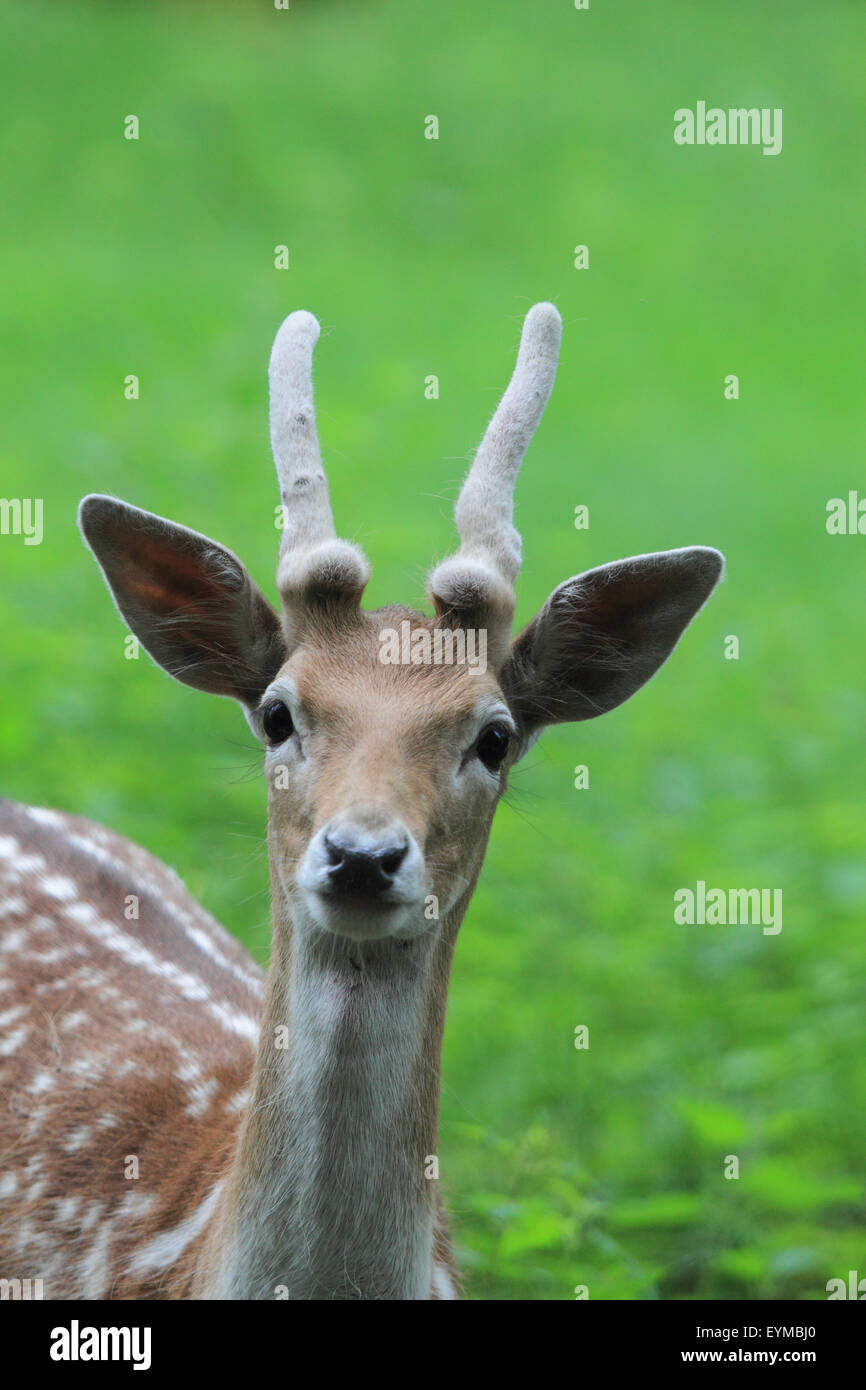 Fallow buck at phloem Dama dama Stock Photo - Alamy