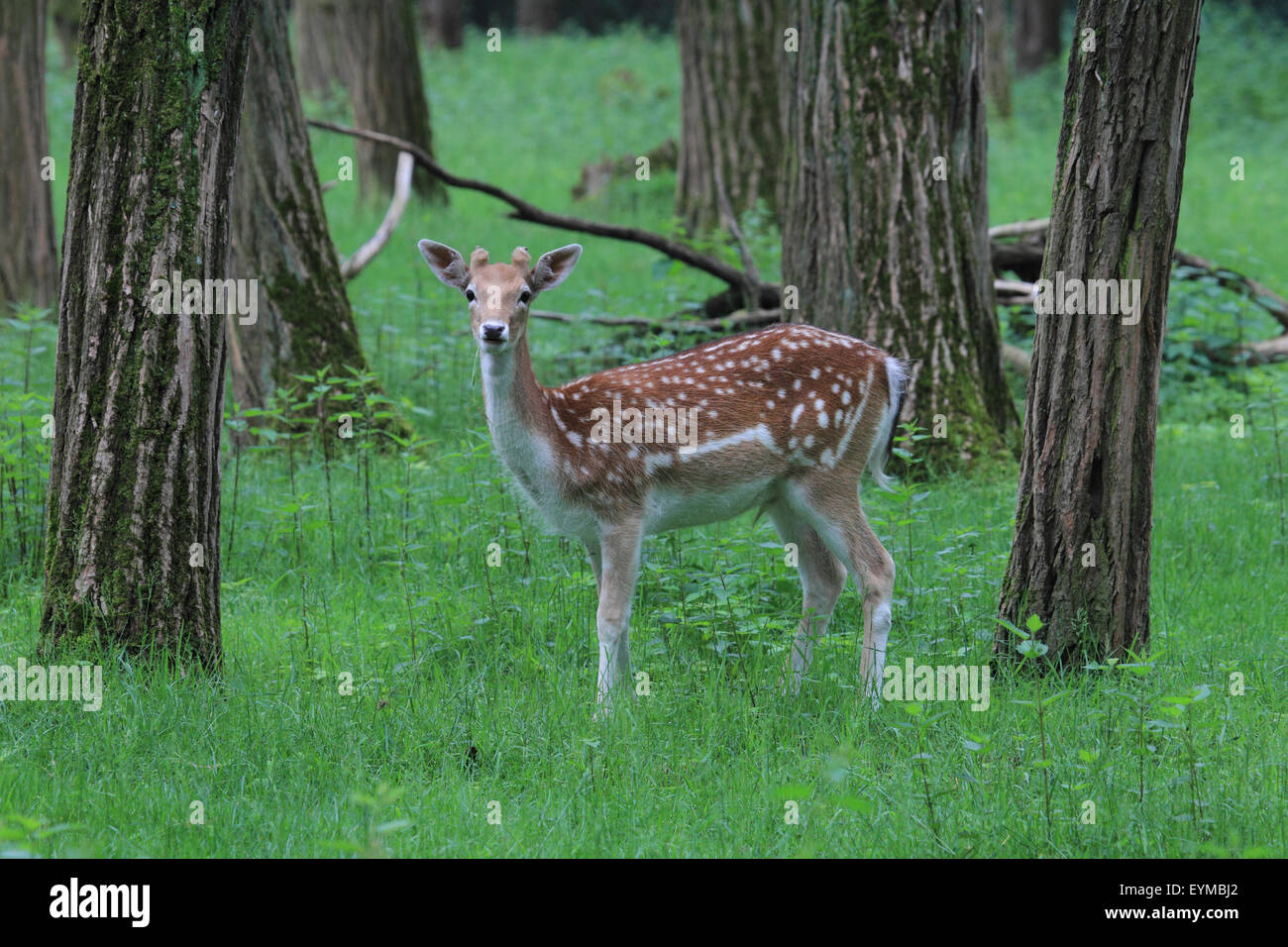Fallow buck, Dama dama Stock Photo - Alamy