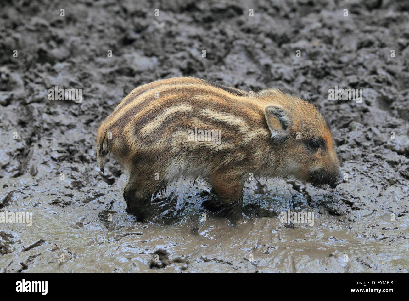 Animal stands hi-res stock photography and images - Alamy