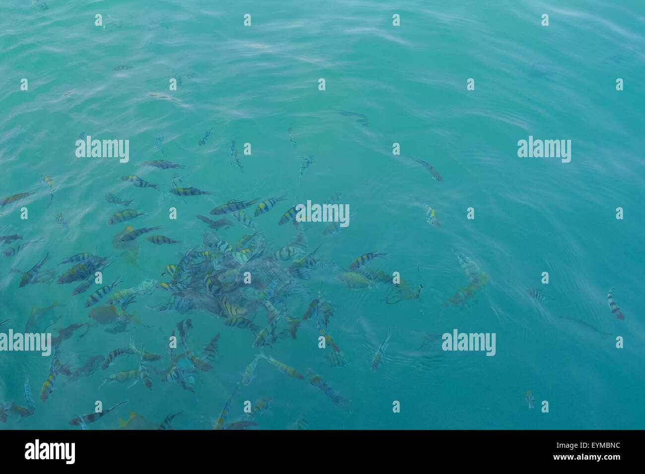 Fish in water Stock Photo - Alamy