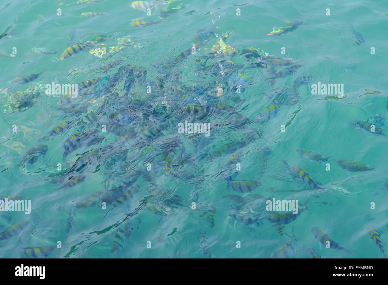 Fish in water Stock Photo - Alamy