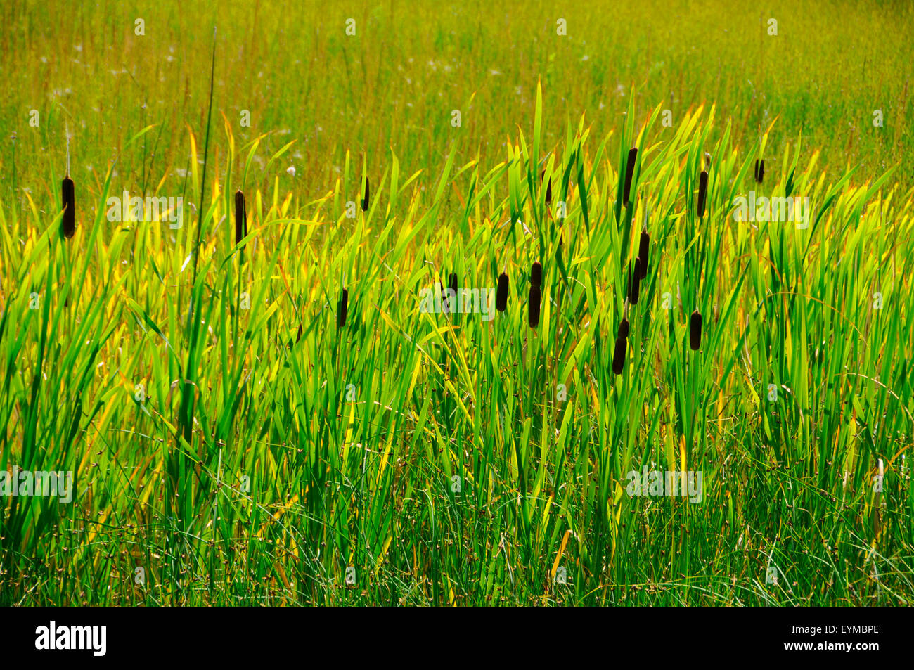 Cattail marsh, Summer Lake Wildlife Area, Oregon Outback Scenic Byway ...