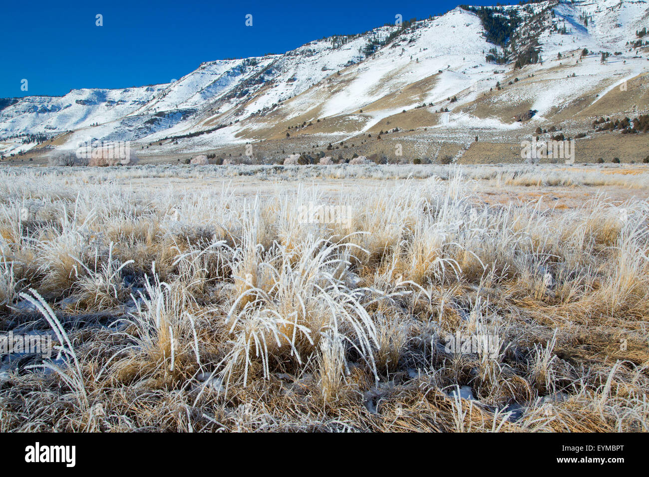 Grassland with frost to Winter Rim, Summer Lake Wildlife Area, Oregon ...