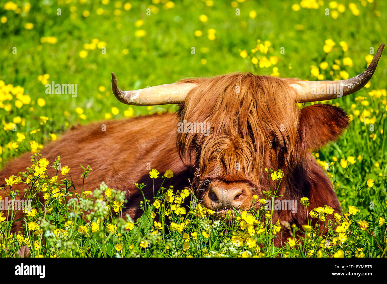 Highland Red Cow Stock Photo - Alamy