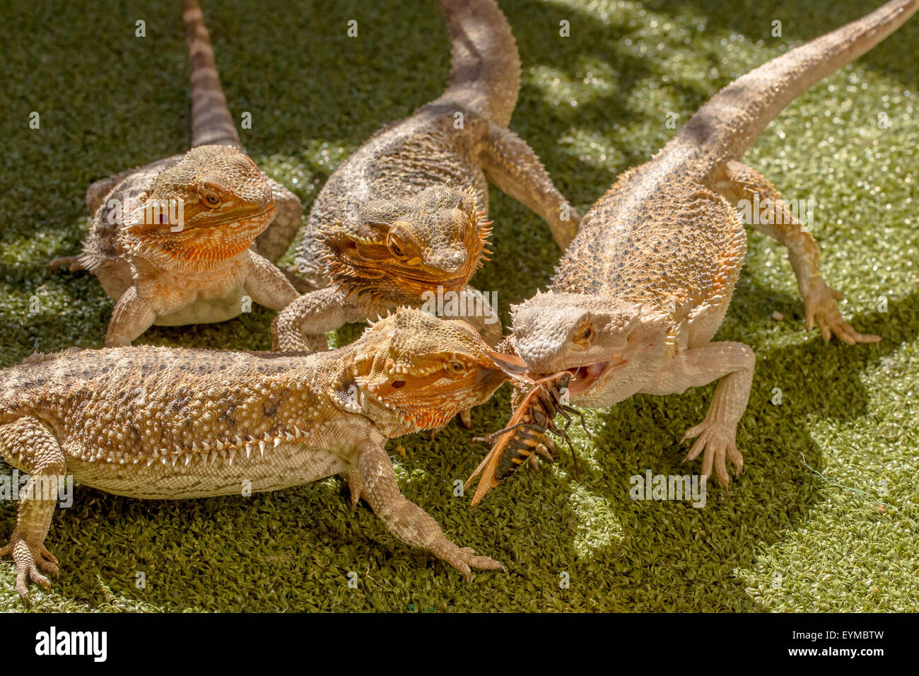 Bearded lizards hi-res stock photography and images - Alamy