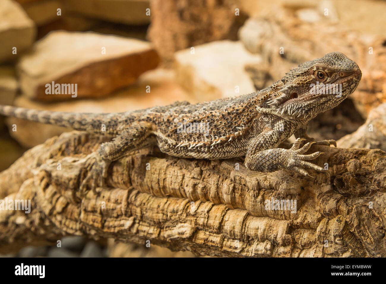 Australian carnivore hi-res stock photography and images - Alamy