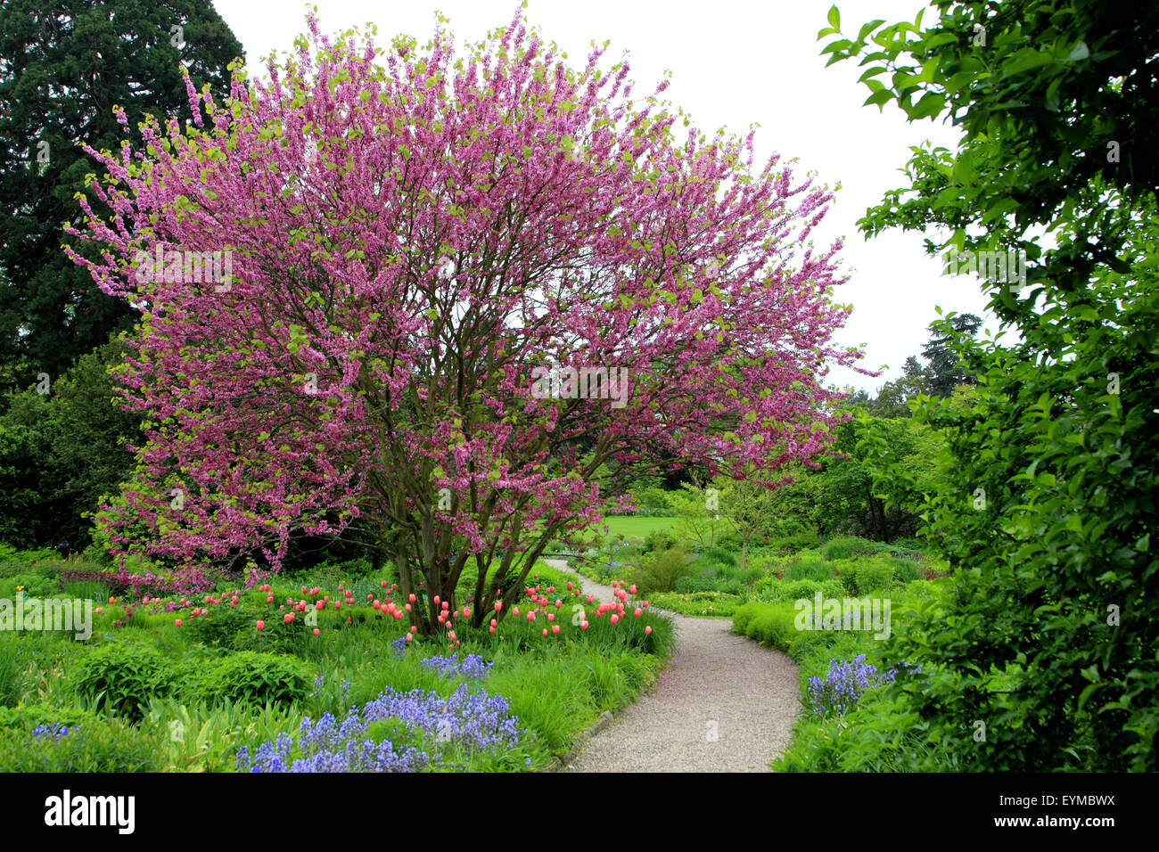Judas tree, cerium C sharp siliquastrum Stock Photo - Alamy