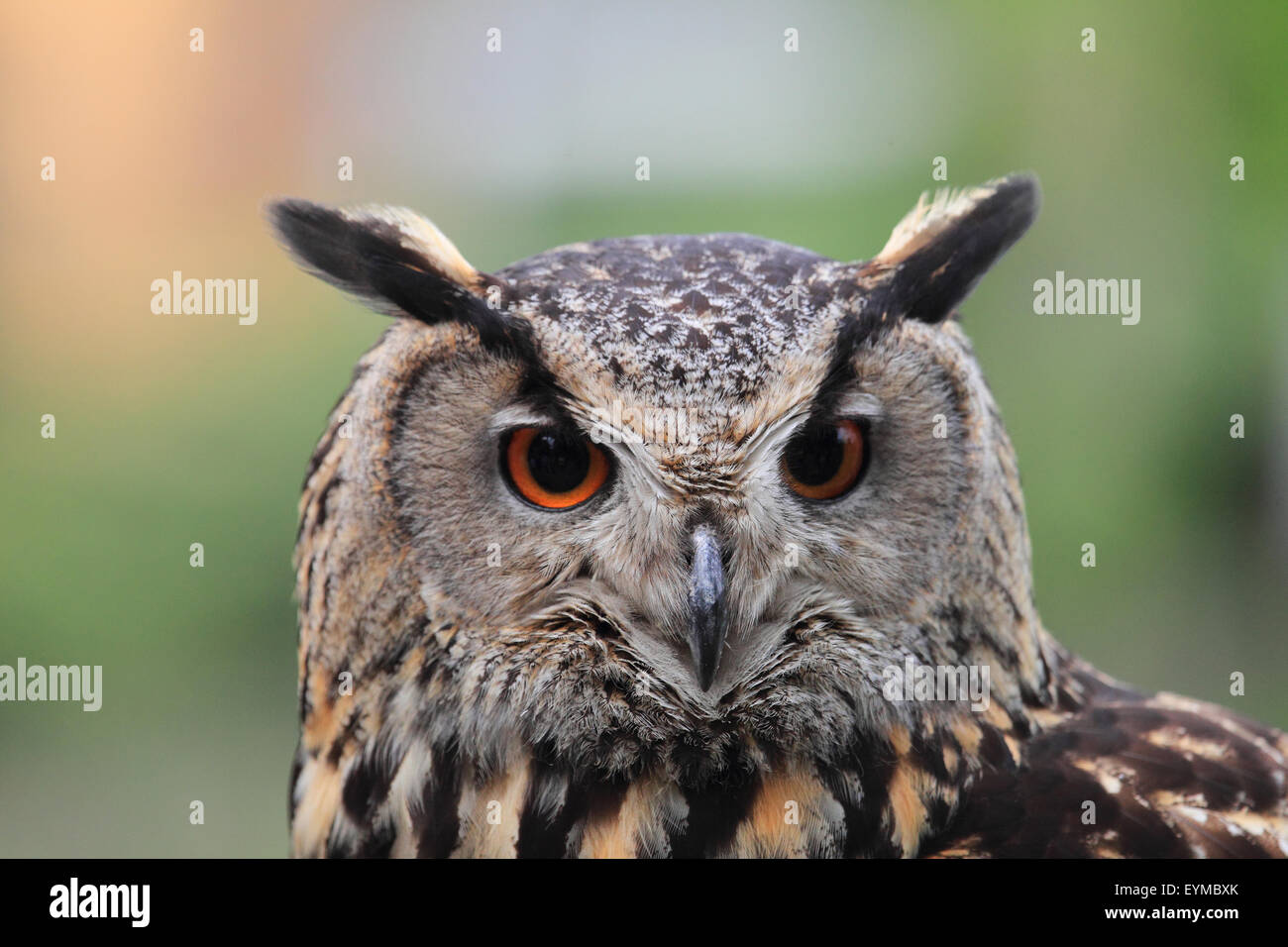 Eagle owl, Bubo bubo Stock Photo - Alamy