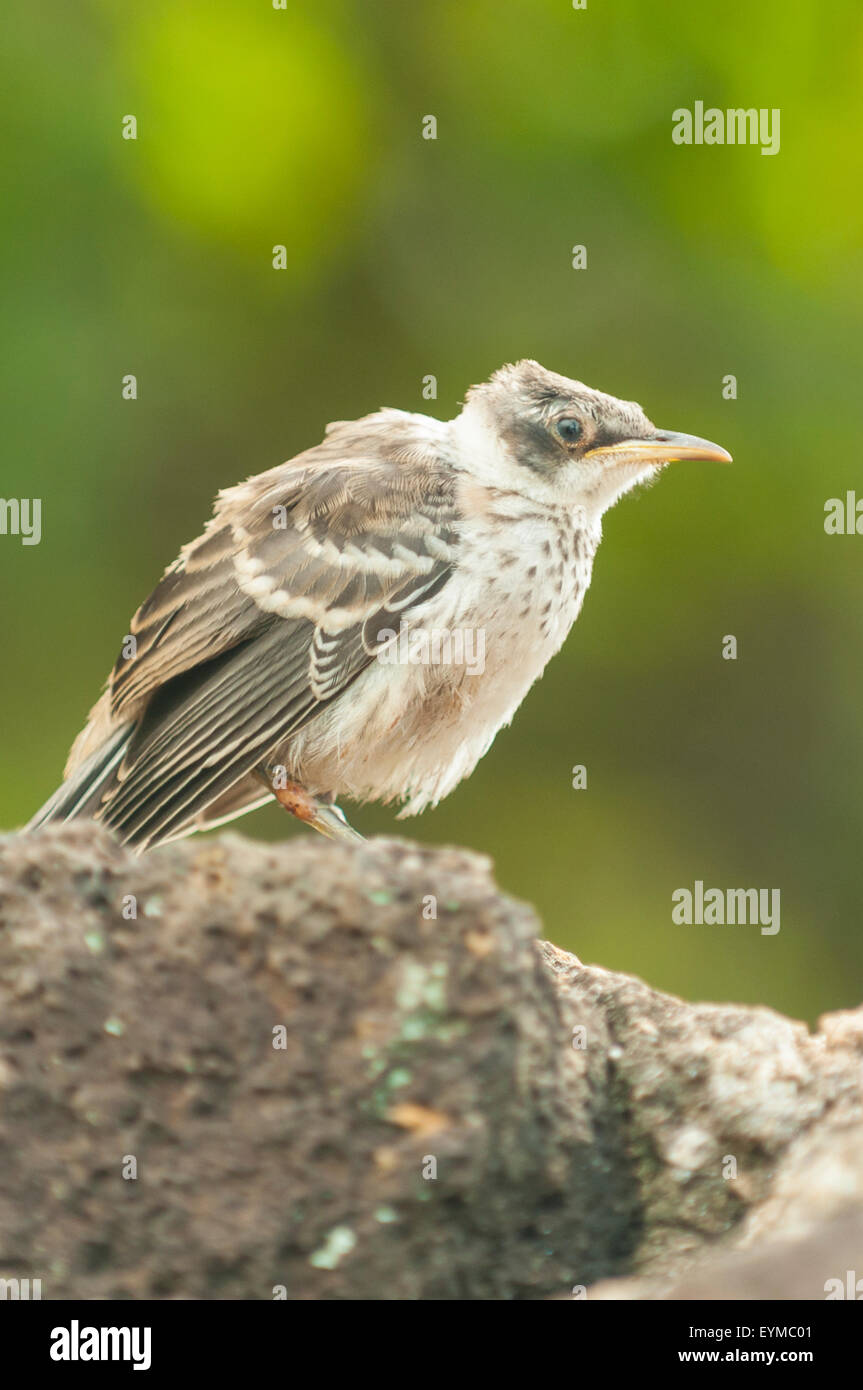 Mimus parvulus, Galapagos Mockingbird, Puerto Ayora, Santa Cruz ...