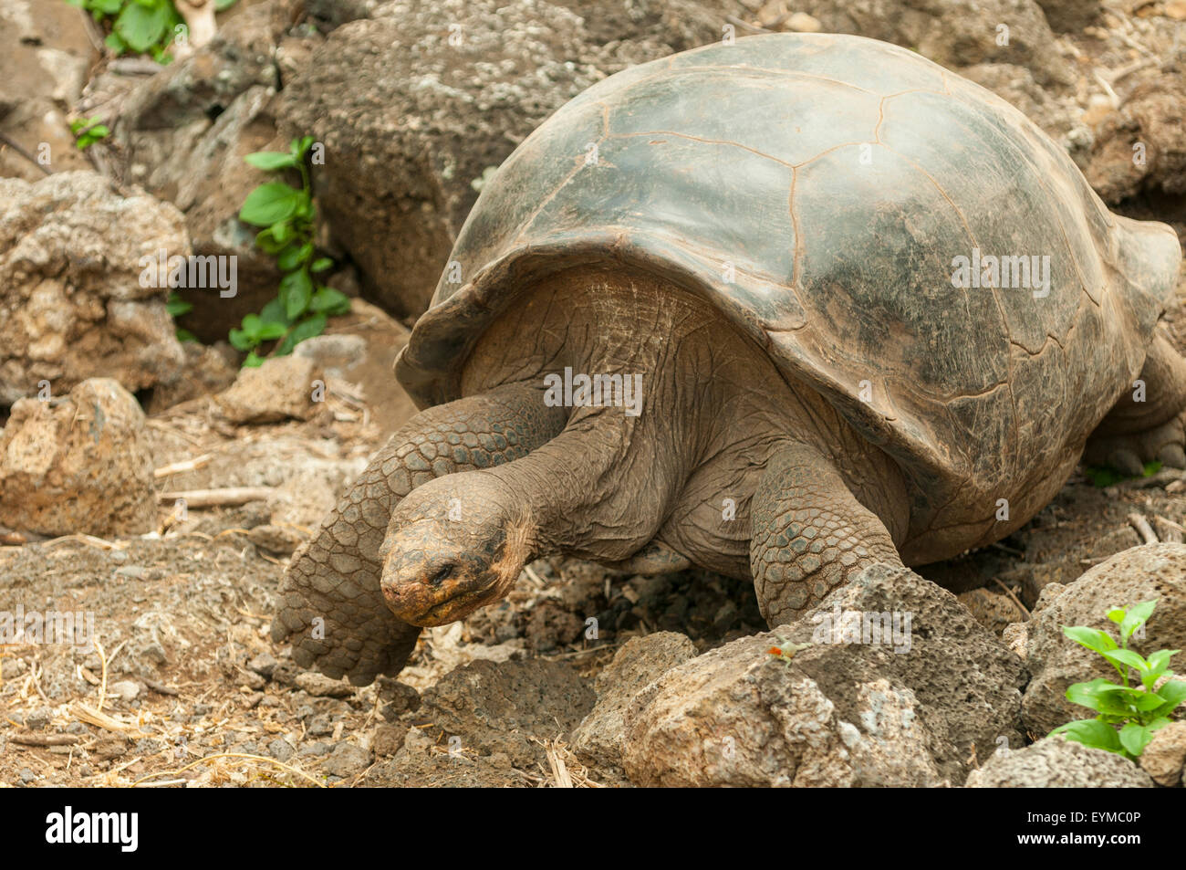 Charles darwin galapagos tortoise hi-res stock photography and images ...