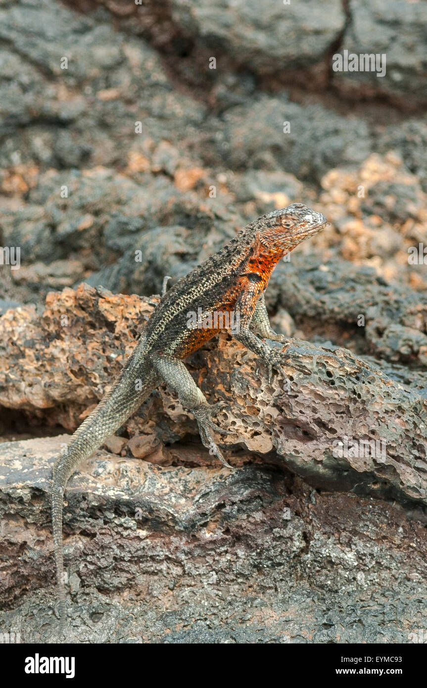 Microlophus albemariensis, Lava Lizard at Moreno Point, Isabela Island ...