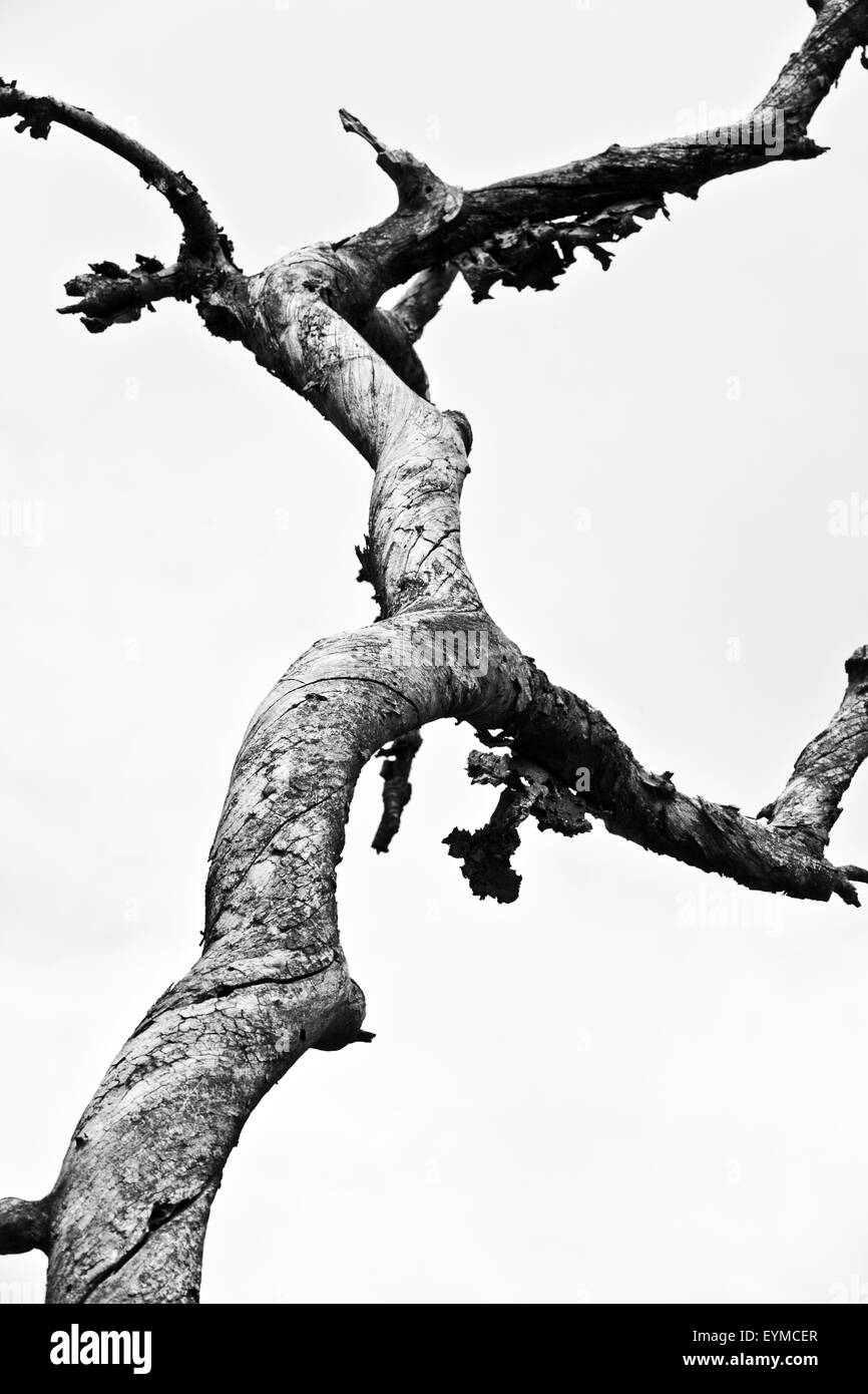 Dead tree branches trunk Black and White Stock Photos & Images - Alamy