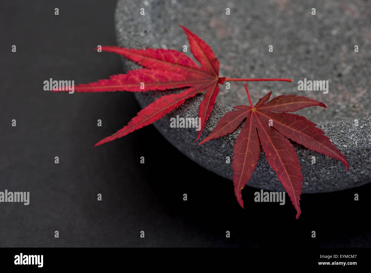 Still life, maple leaves, red, bowl, grey, black, Stilllife Stock Photo ...