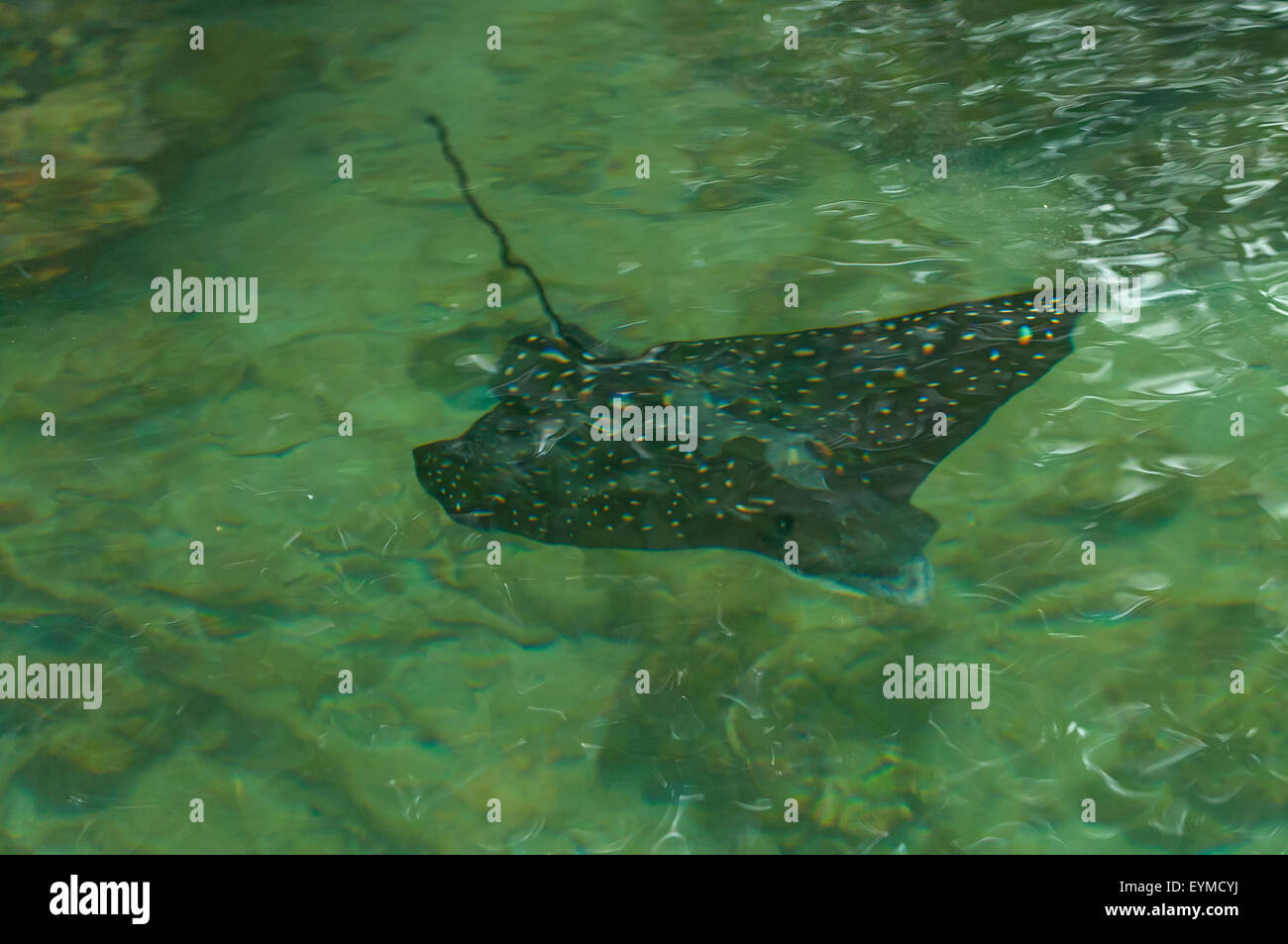 Elizabeth Ray High Resolution Stock Photography and Images - Alamy