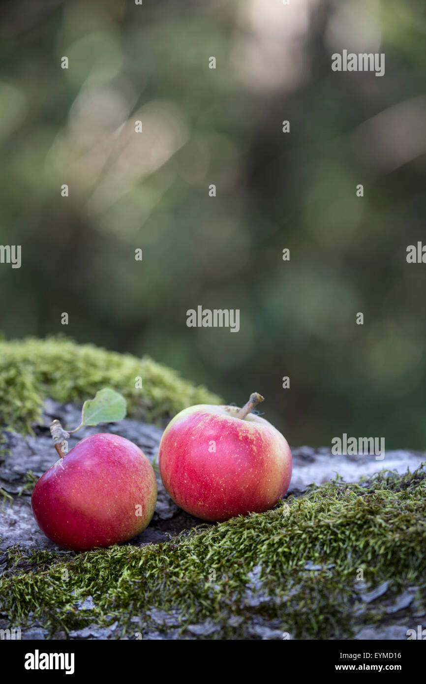 Two trunk hi-res stock photography and images - Alamy