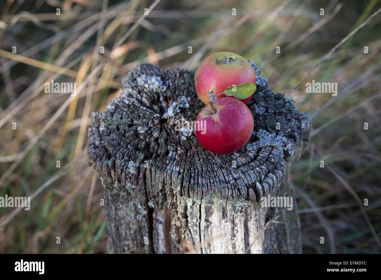 Apples, old tree stump Stock Photo - Alamy