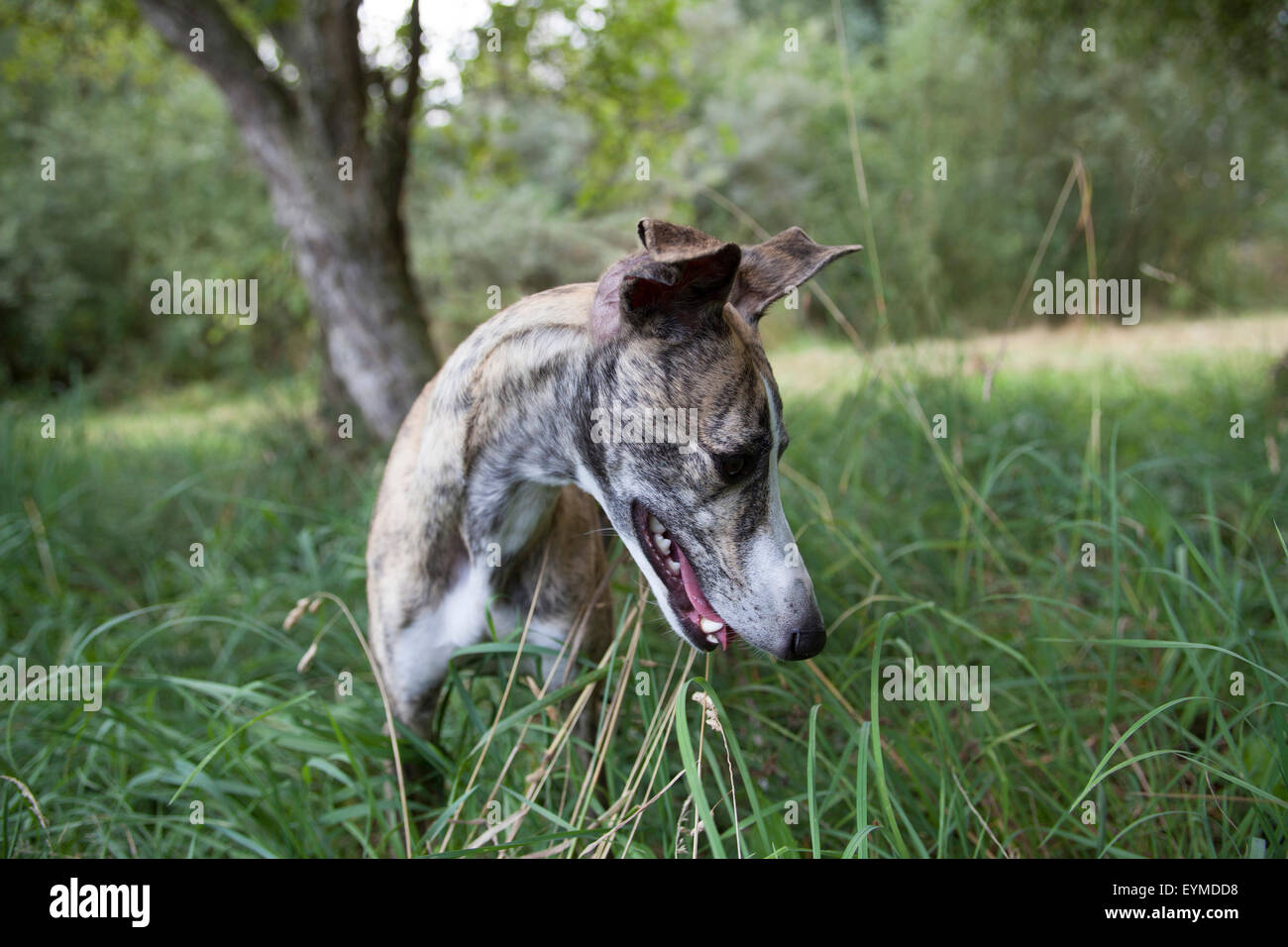 Pediggingree dog hi-res stock photography and images - Alamy