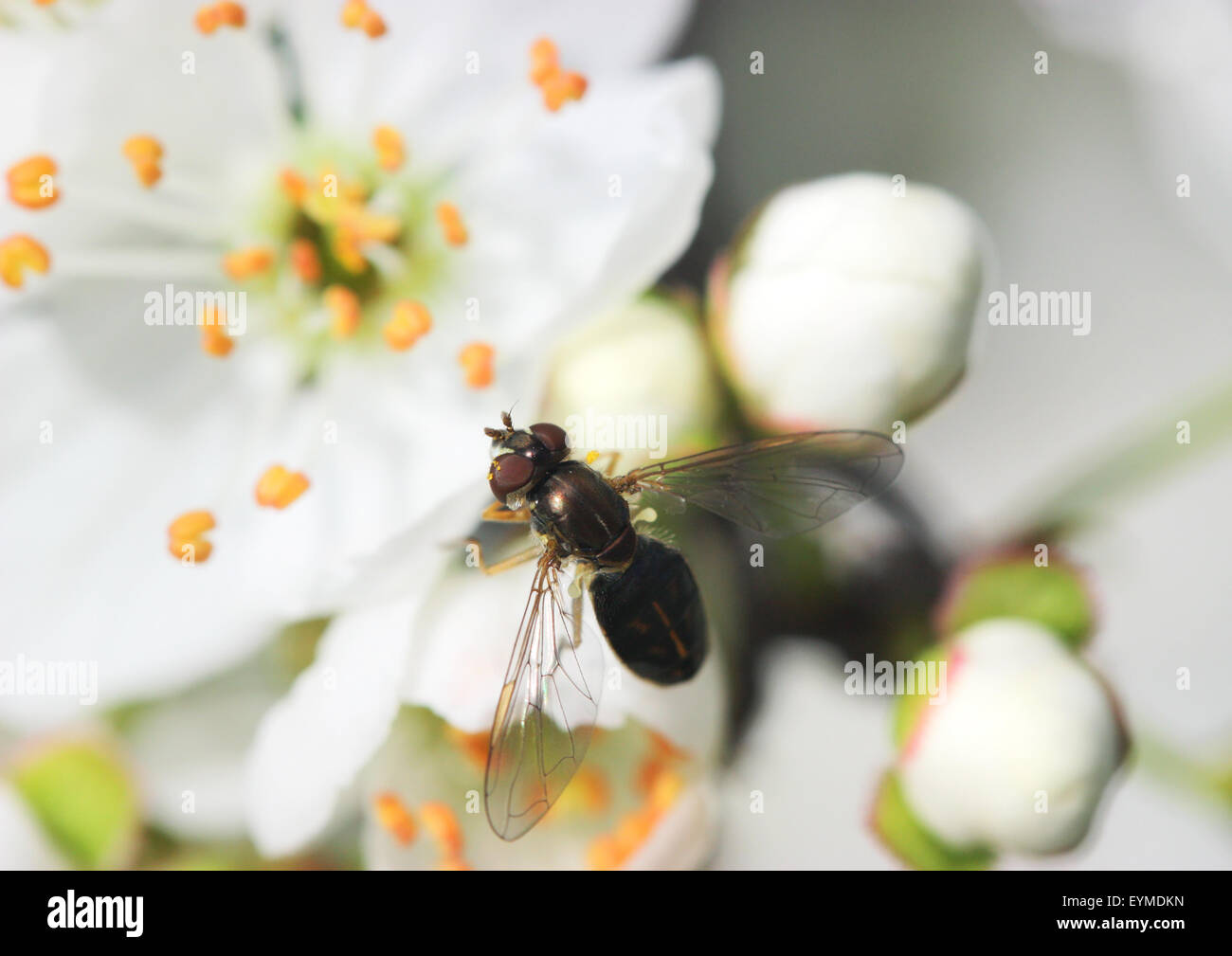 Tree insect pollination hi-res stock photography and images - Alamy