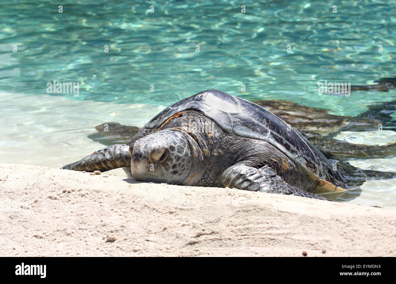 Big turtle on sand near water Stock Photo - Alamy