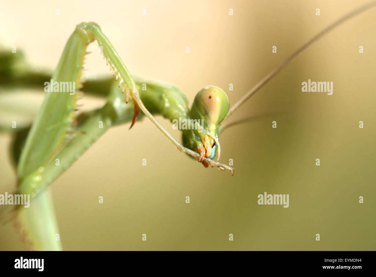 Praying mantis alien insect hi-res stock photography and images - Alamy